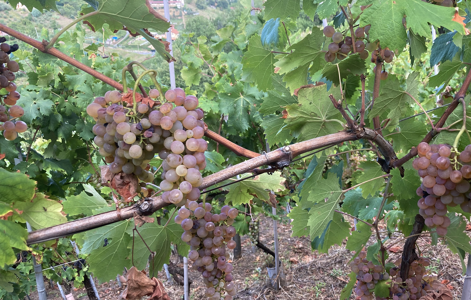 La vigna - Cantina L'Altra Donna - Produzione e Vendita Vini Naturali